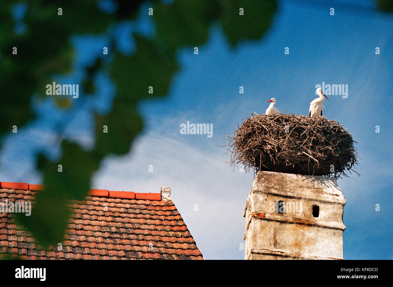 AUSTRIA, Rust, storks nest in a rooftop chimney in the center of town ...