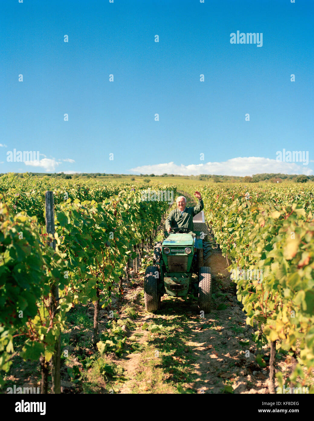AUSTRIA, Morbisch, harvesting grapes, Schindler Vineyard, Burgenland ...