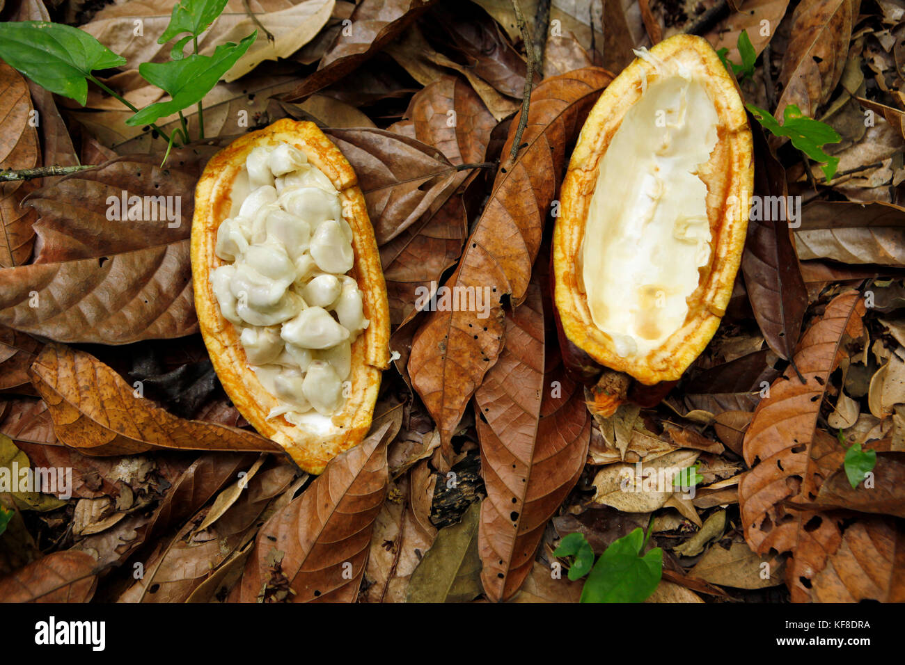 BELIZE, Punta Gorda, Village of San Pedro Colombia, a Cacao seed pod ...
