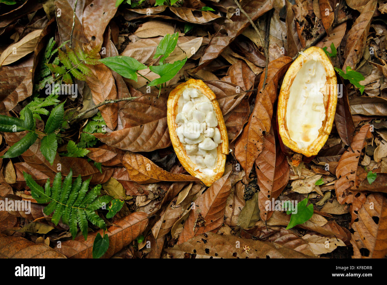 BELIZE, Punta Gorda, Village of San Pedro Colombia, a Cacao seed pod ...