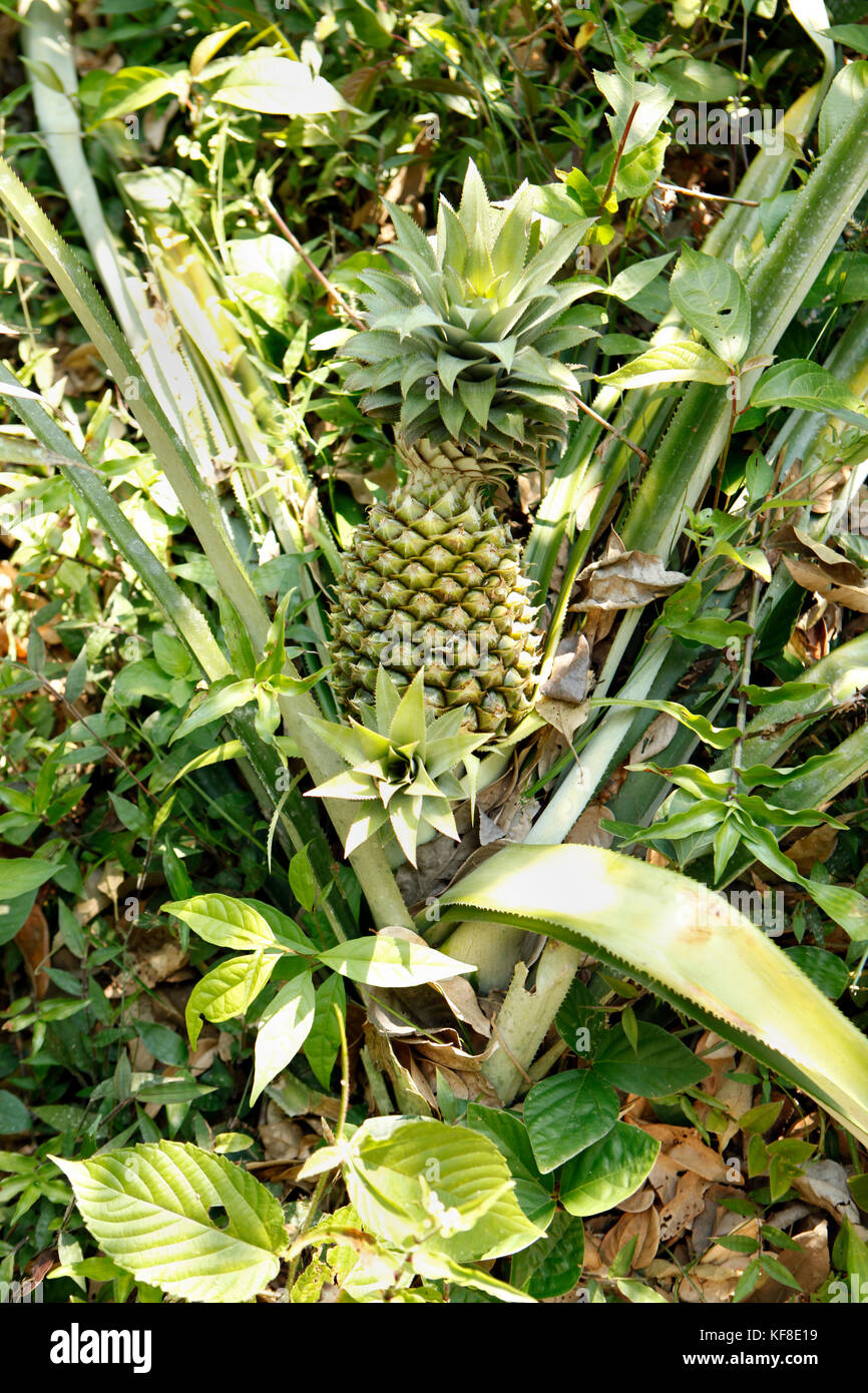 BELIZE, Punta Gorda, Toledo District, a pineapple grows in the jungle ...