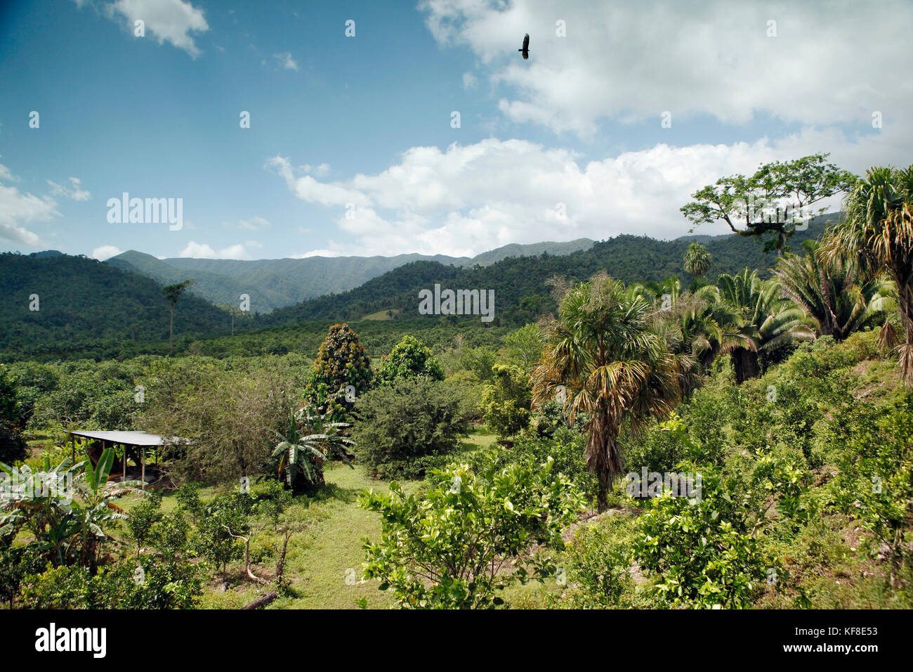 BELIZE, vignette from the drive along the Hummingbird Highway from ...