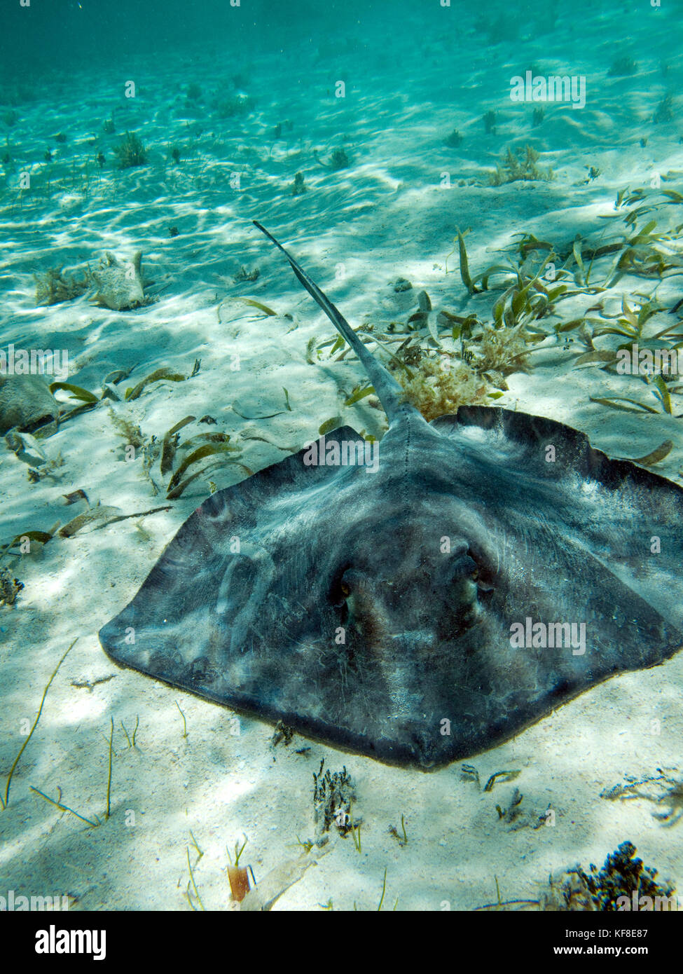 BELIZE, Caye Caulker, swimming with sting rays in the Caye Caulker ...