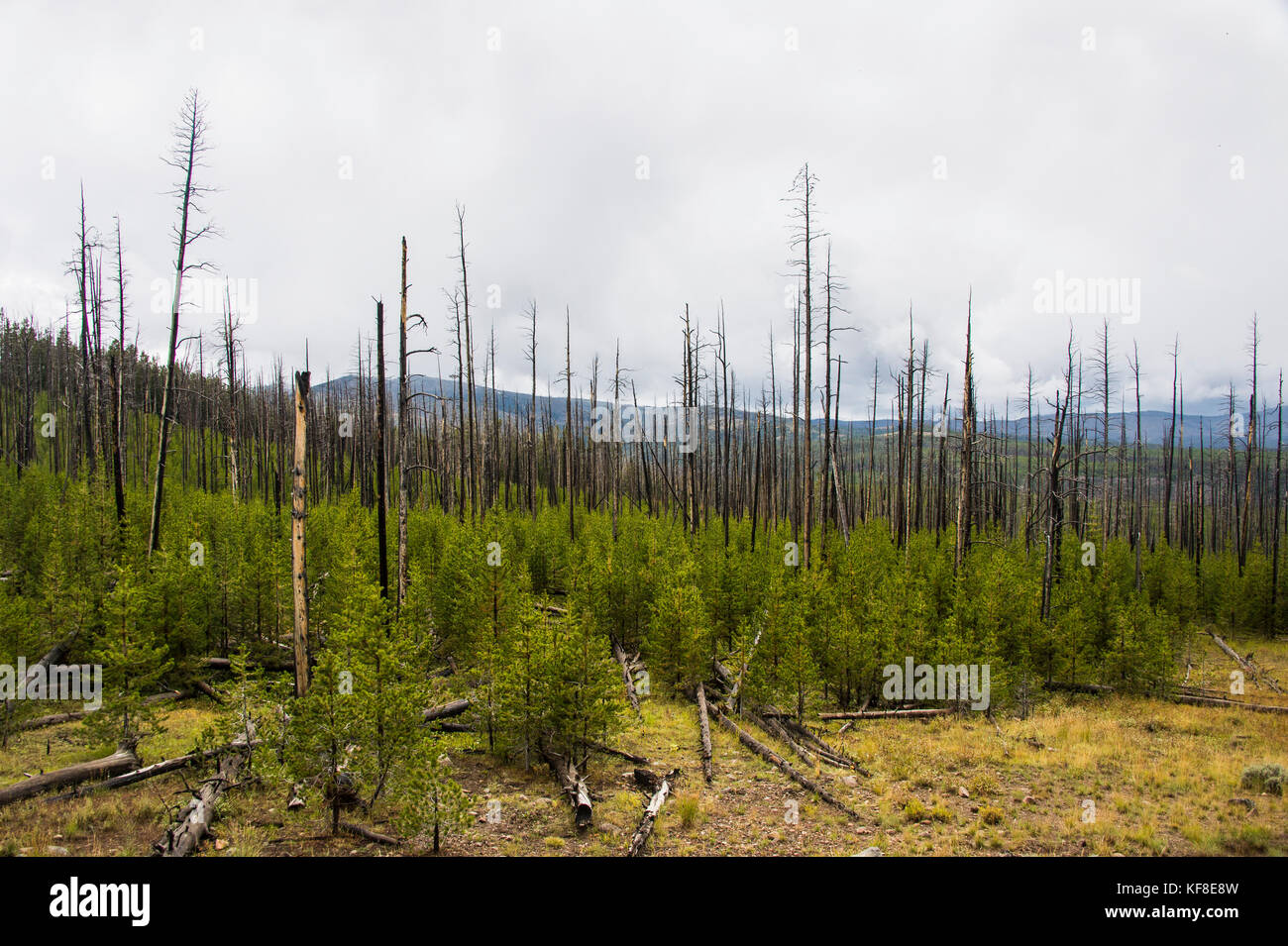 Burnt forest trees in yellowstone hi-res stock photography and images ...
