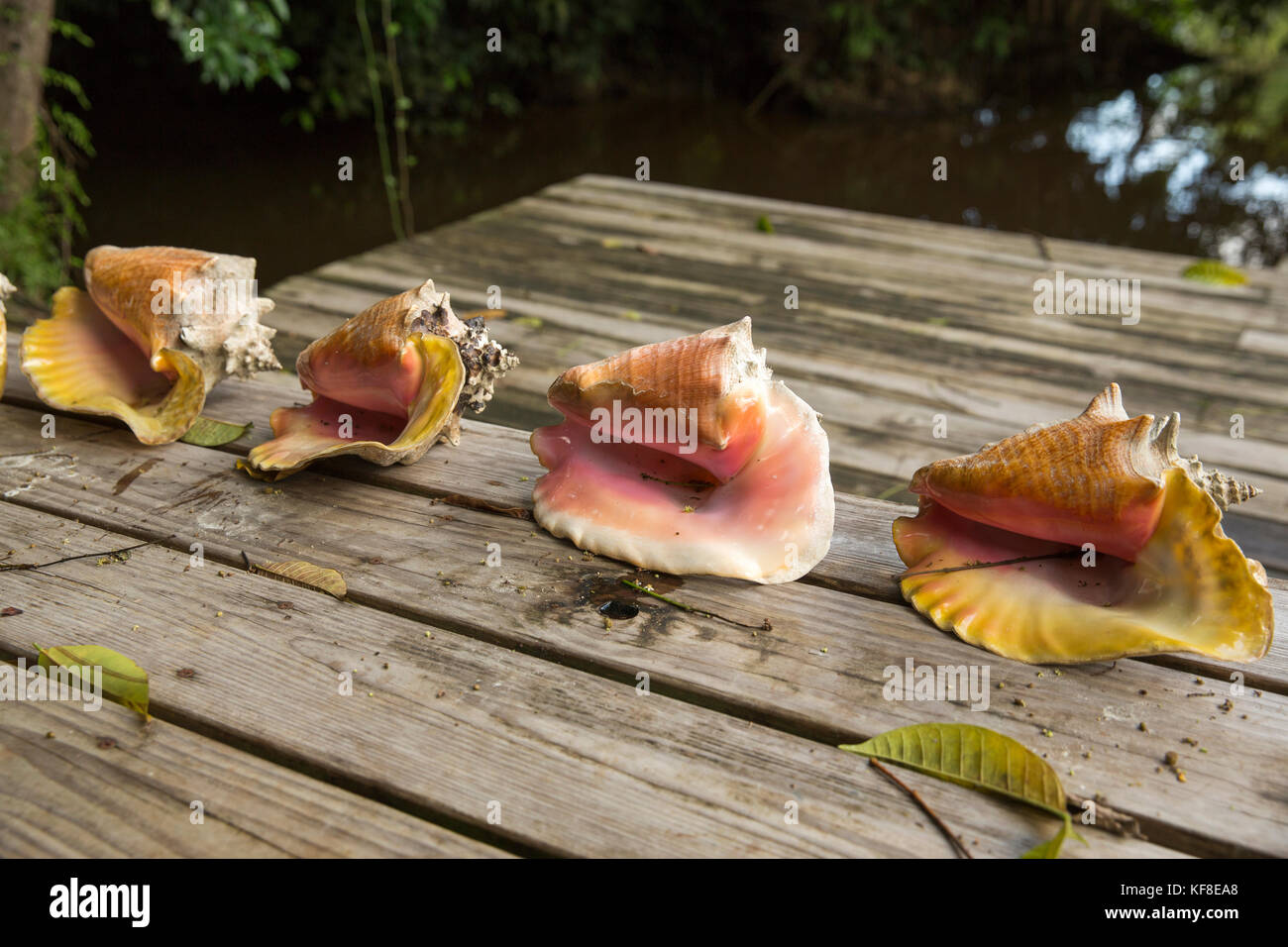 BELIZE, Punta Gorda, Toledo, a collection of conch shells on a dock ...