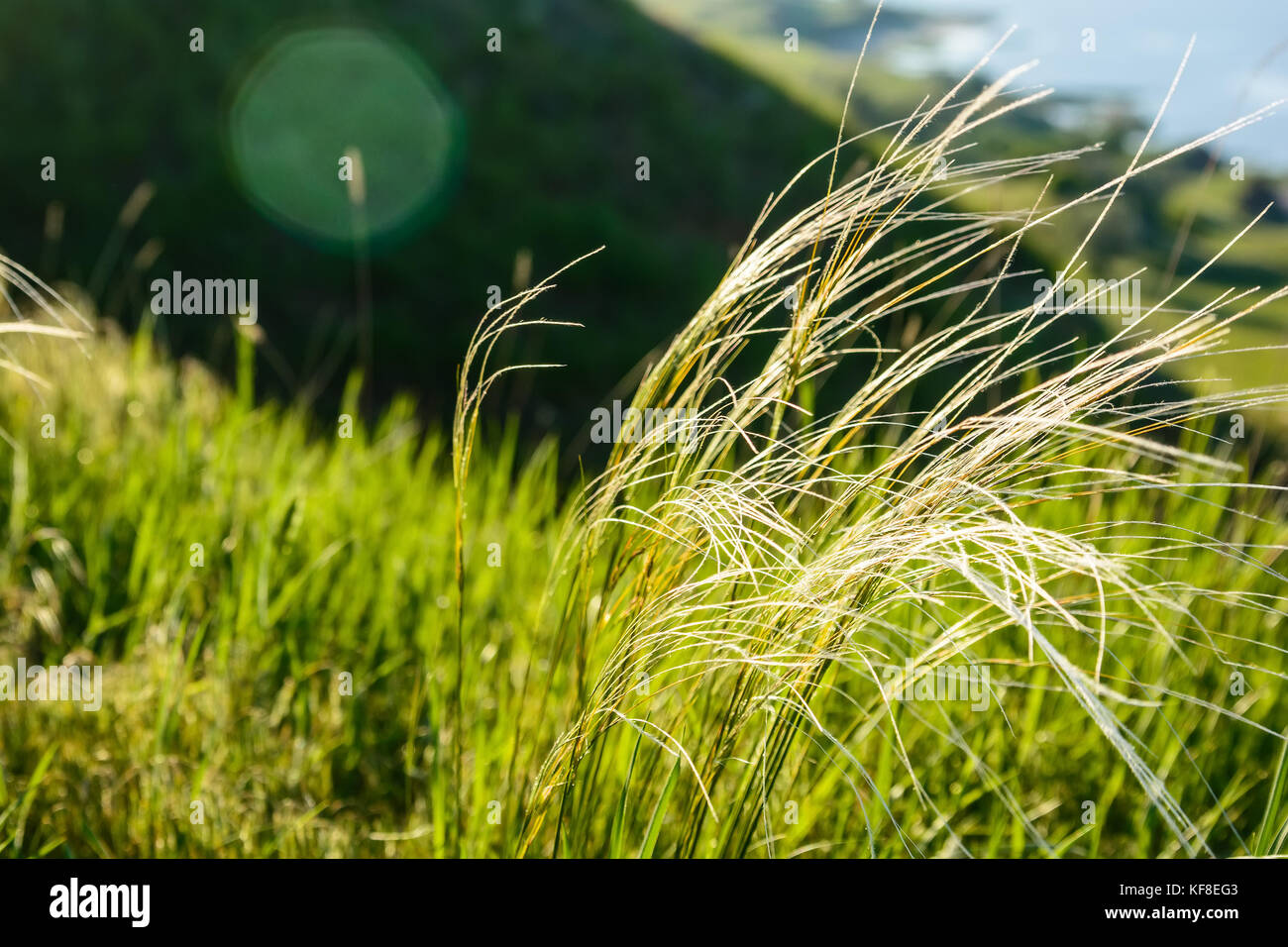 Beautiful mexican feather grass hi-res stock photography and images - Alamy