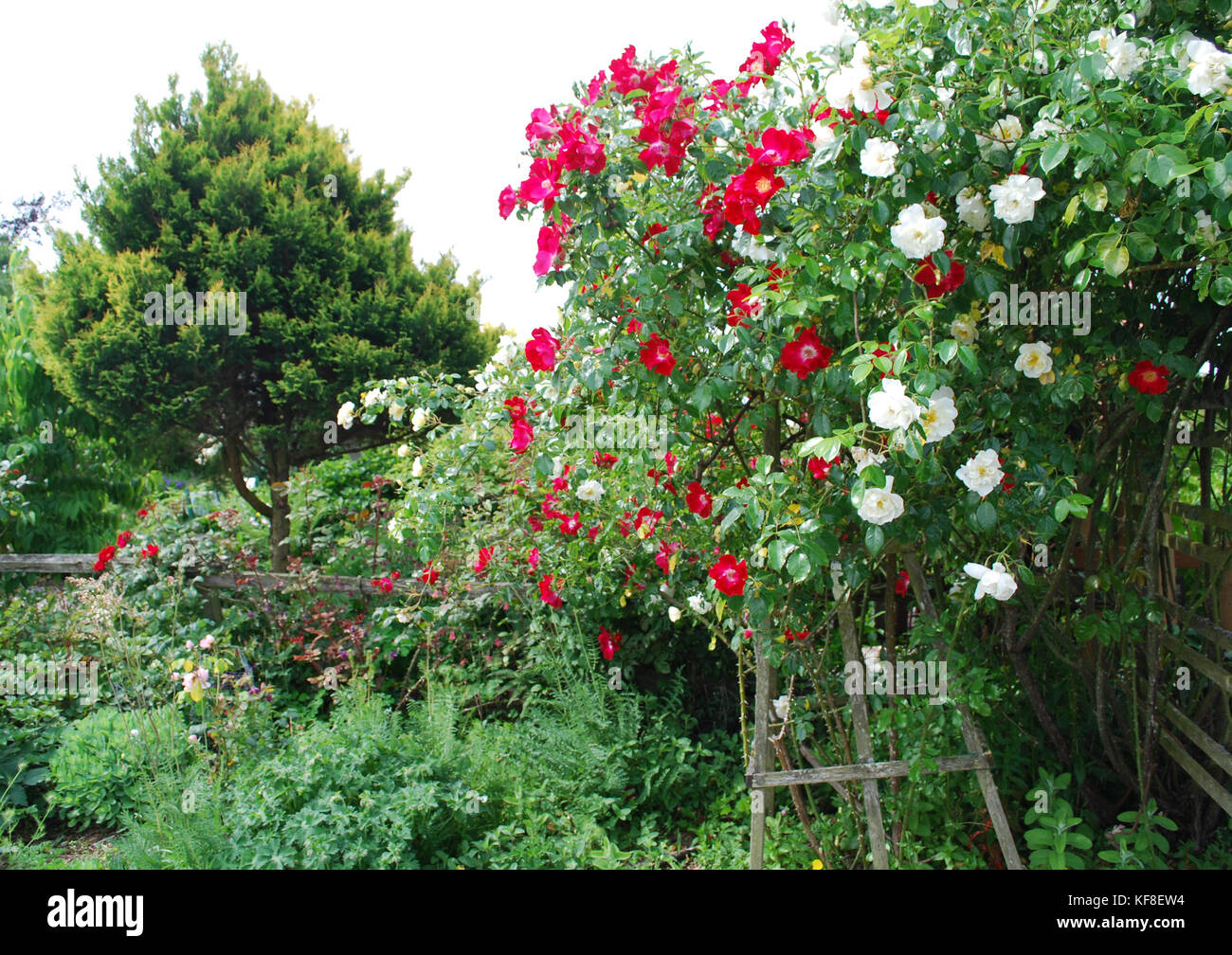 Rosa Dortmund - Dortmund Climbing Rose Stock Photo - Alamy
