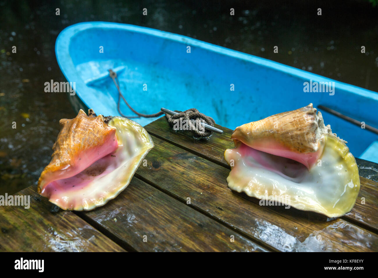 BELIZE, Punta Gorda, Toledo, a collection of conch shells on a dock ...