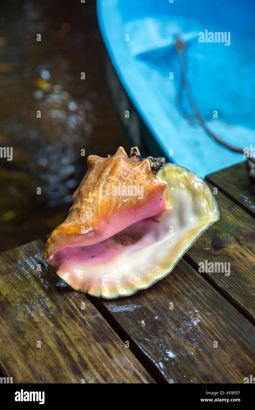 BELIZE, Punta Gorda, Toledo, a collection of conch shells on a dock ...