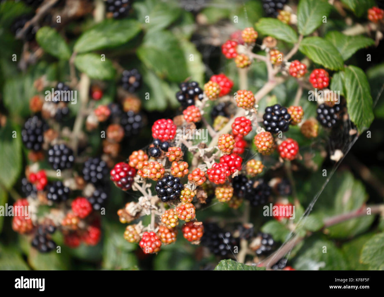 Ripe and unripe blackberries growing in a Norfolk hedgerow Stock Photo ...