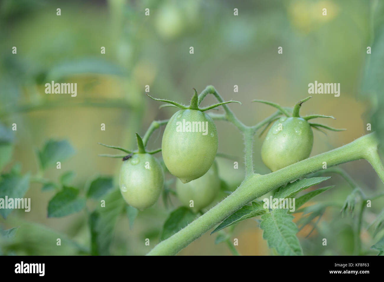Unripe green tomatoes in the vegetable garden close up Stock Photo - Alamy