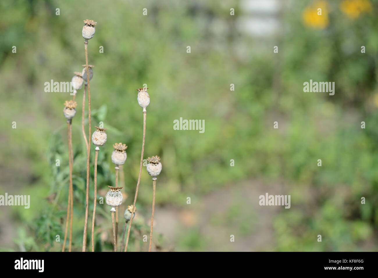 Dry poppy heads in the garden close up Stock Photo - Alamy