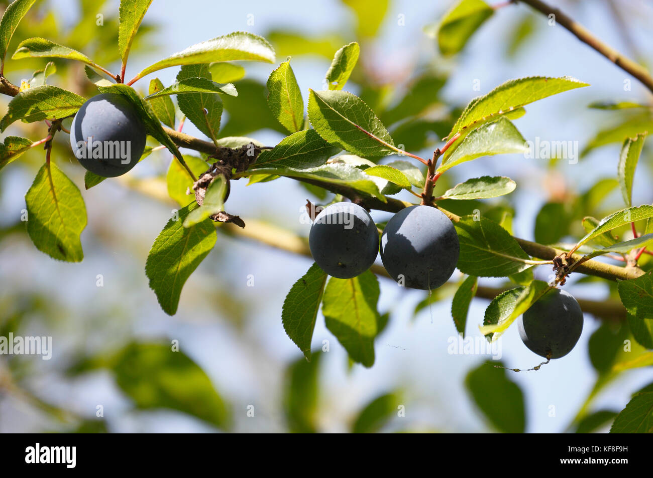 Damson tree fruits hi-res stock photography and images - Alamy