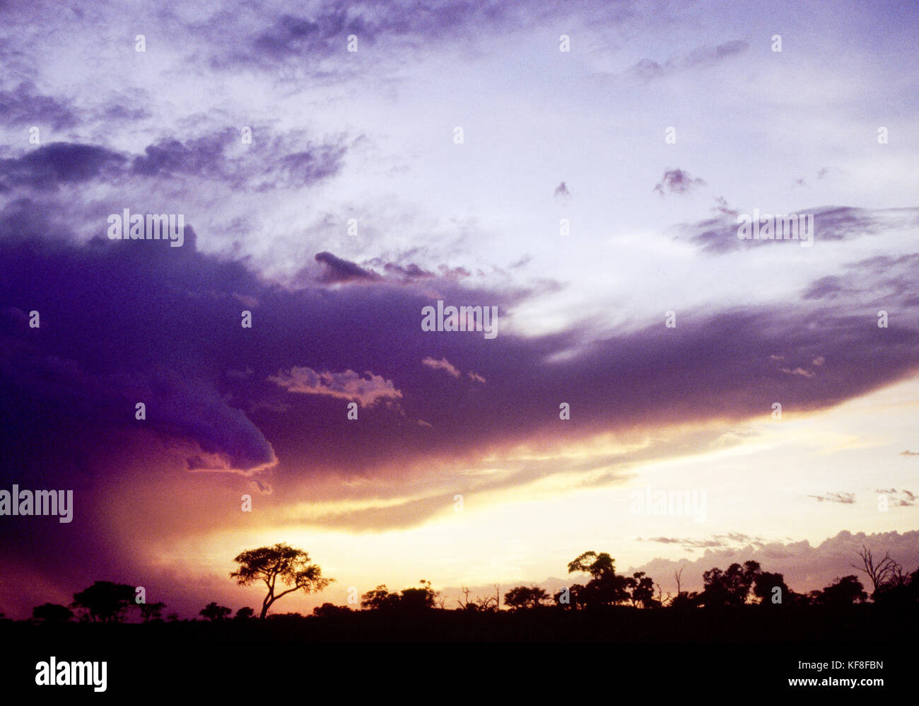 BOTSWANA, Africa, Chobe National Park and Game Reserve, a tree and ...