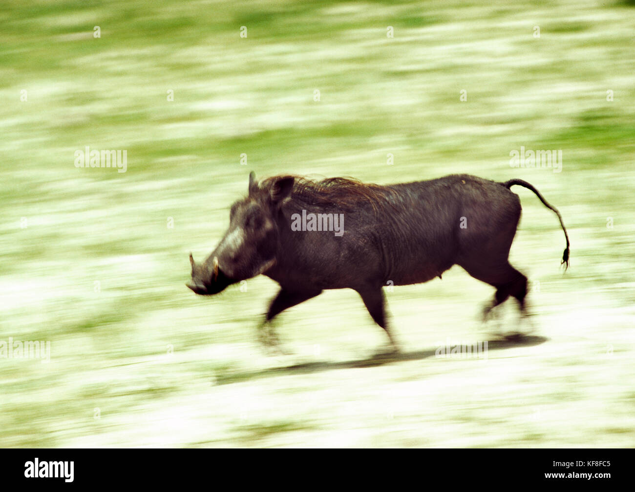 BOTSWANA, Africa, a Wild Boar, Chobe National Park and Game Reserve ...