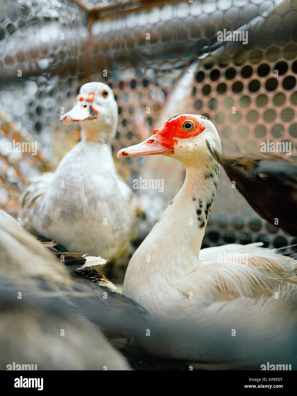 America ducks hi-res stock photography and images - Alamy