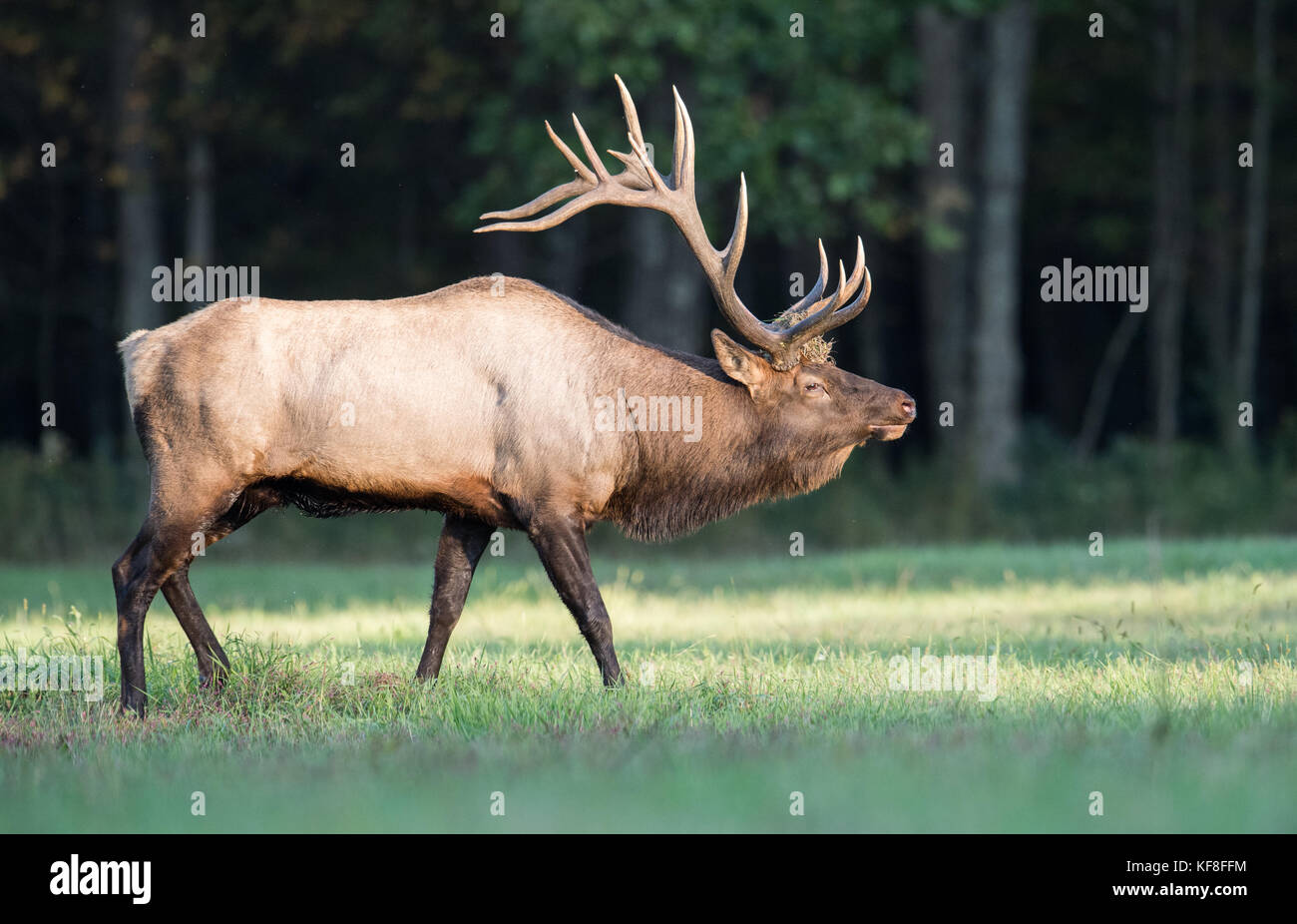 Elk doe and calf hi-res stock photography and images - Alamy