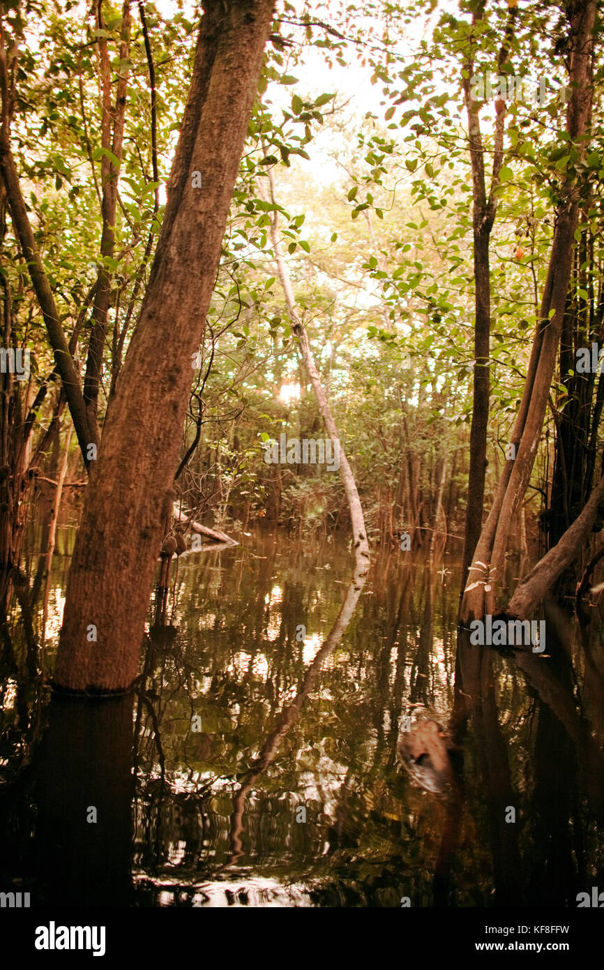 BRAZIL, Amazon Jungle landscape, navigating the mangroves, Agua Boa ...