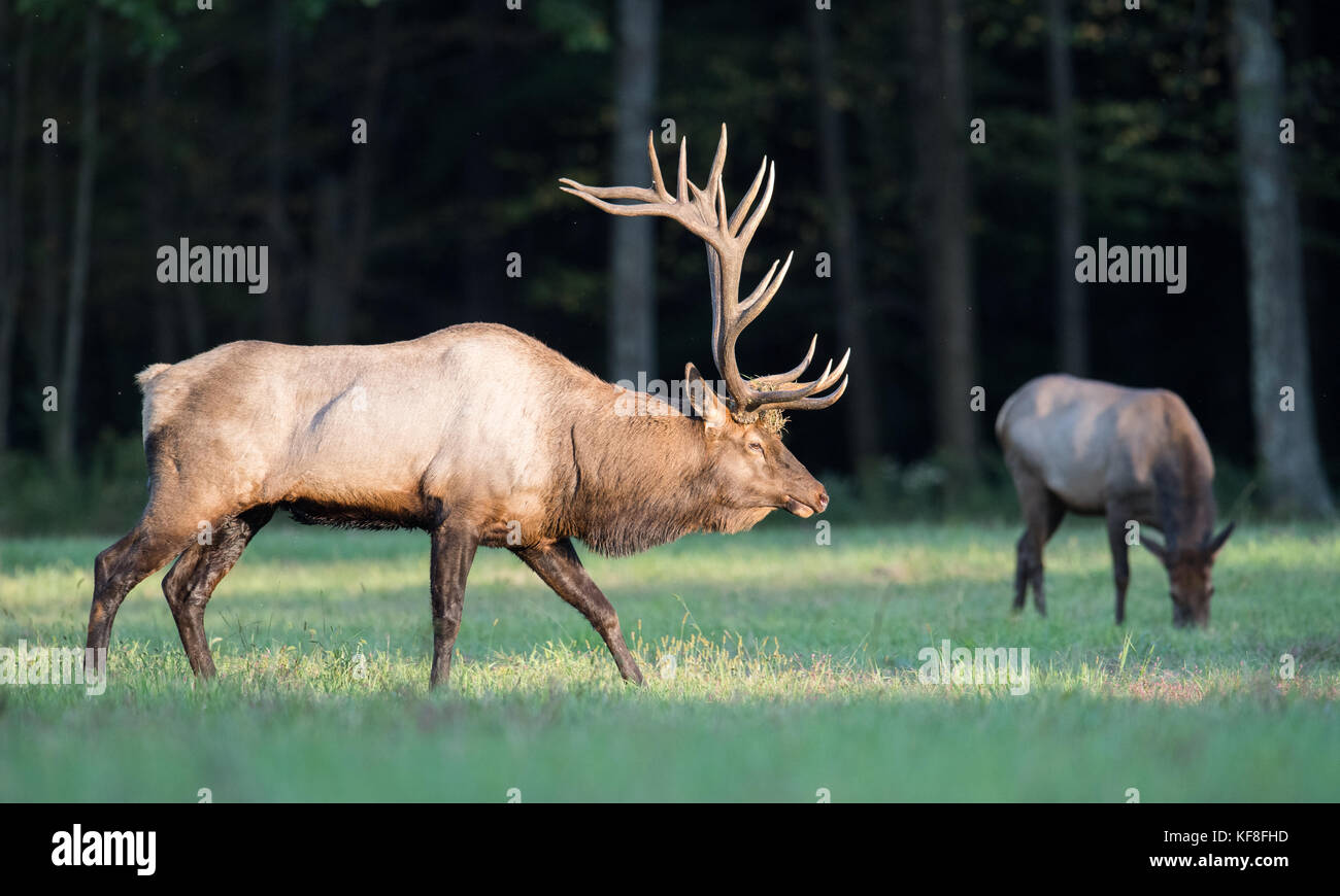 Elk amazing animal hi-res stock photography and images - Alamy