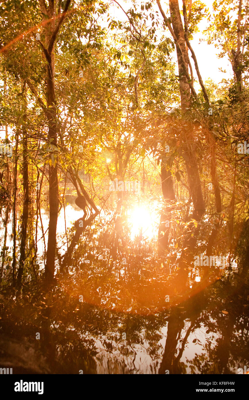 BRAZIL, Amazon Jungle landscape, sun streaming through the mangroves ...