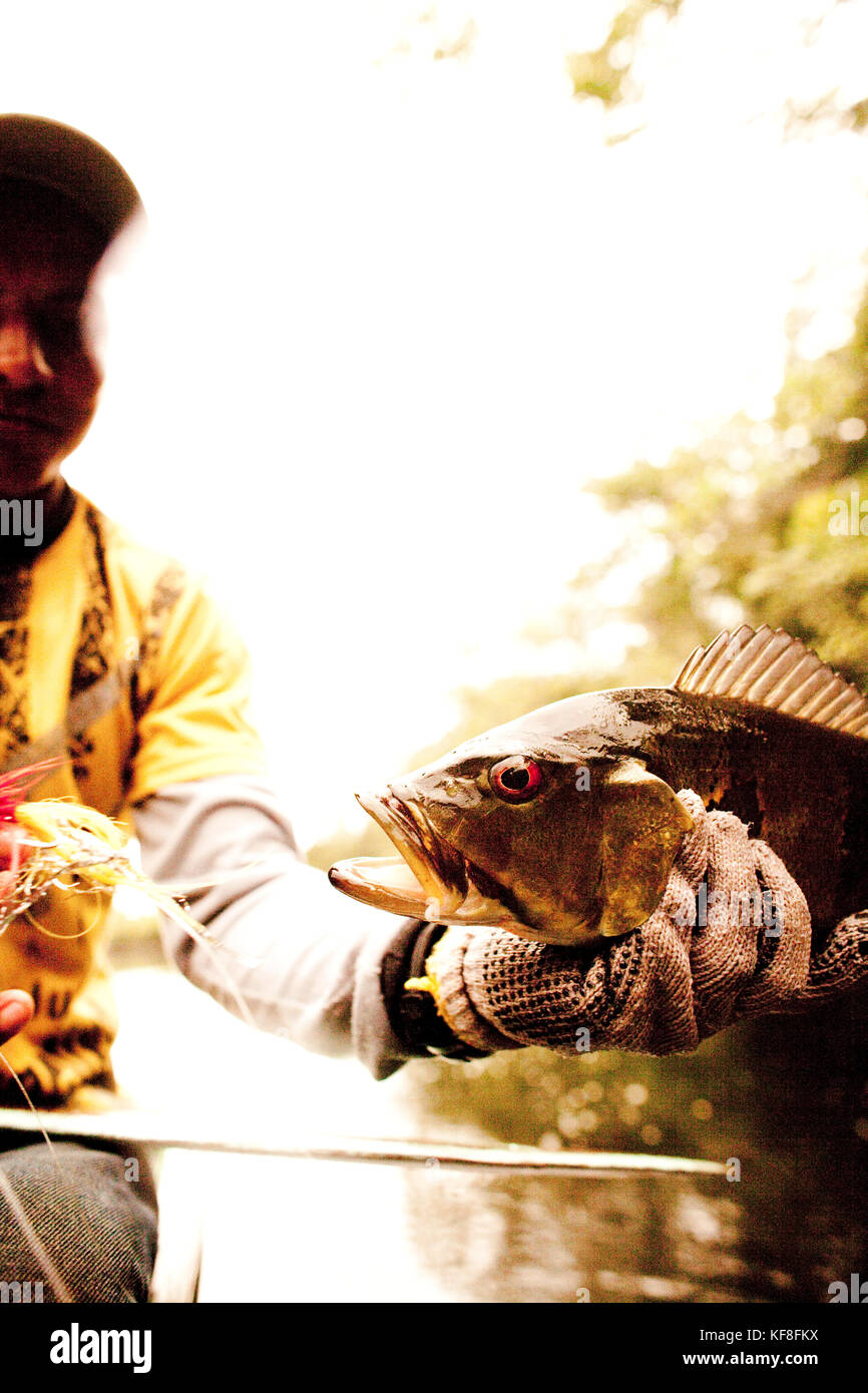BRAZIL, Agua Boa, fishing guide holding a Peacock Bass, Agua Boa River ...