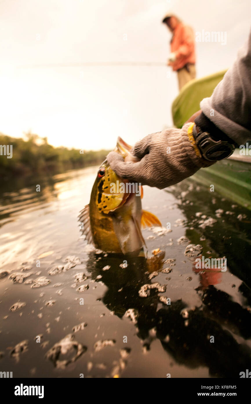 BRAZIL, Agua Boa, fishing guide holding a Peacock Bass, Agua Boa River ...