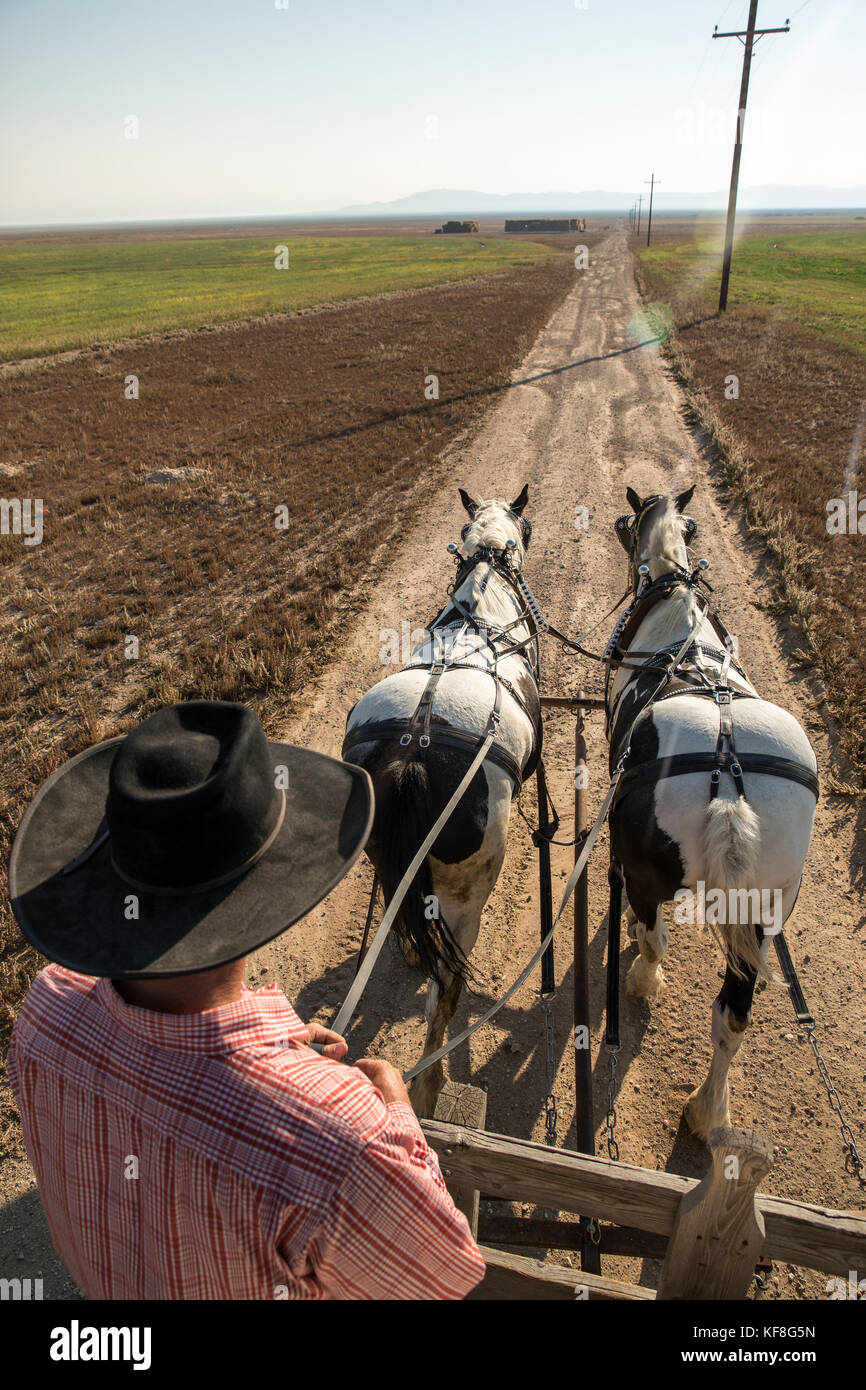 USA, Nevada, Wells, Cowboy and wrangler Clay Nannini leads a Horse ...