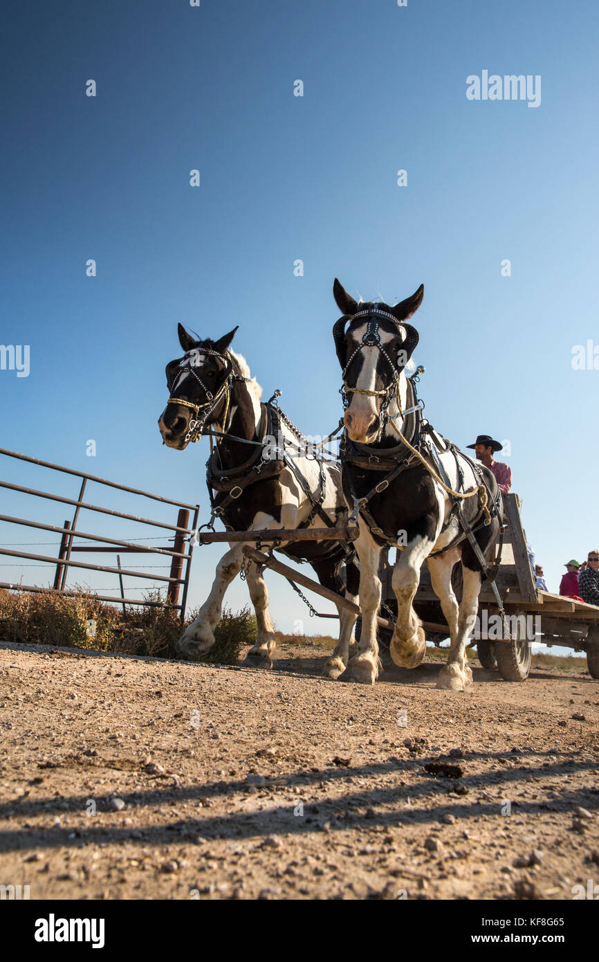 USA, Nevada, Wells, guests can participate in Horse-Drawn Wagon Rides ...