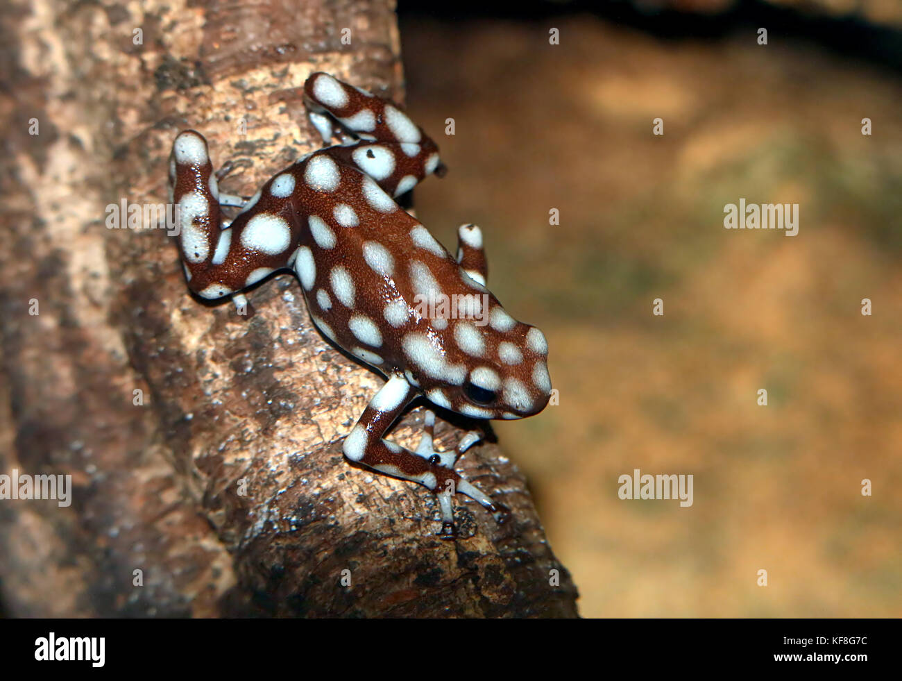 Peruvian Marañón poison frog (Excidobates mysteriosus Stock Photo - Alamy