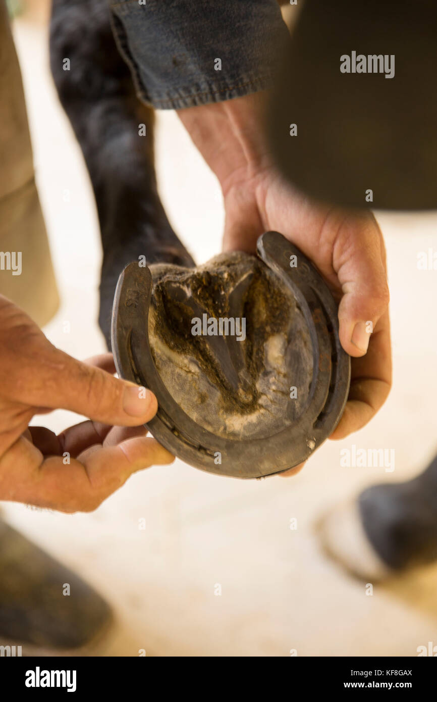 USA, Nevada, Wells, cowboy and wrangler Clay Nannini gives the horses ...