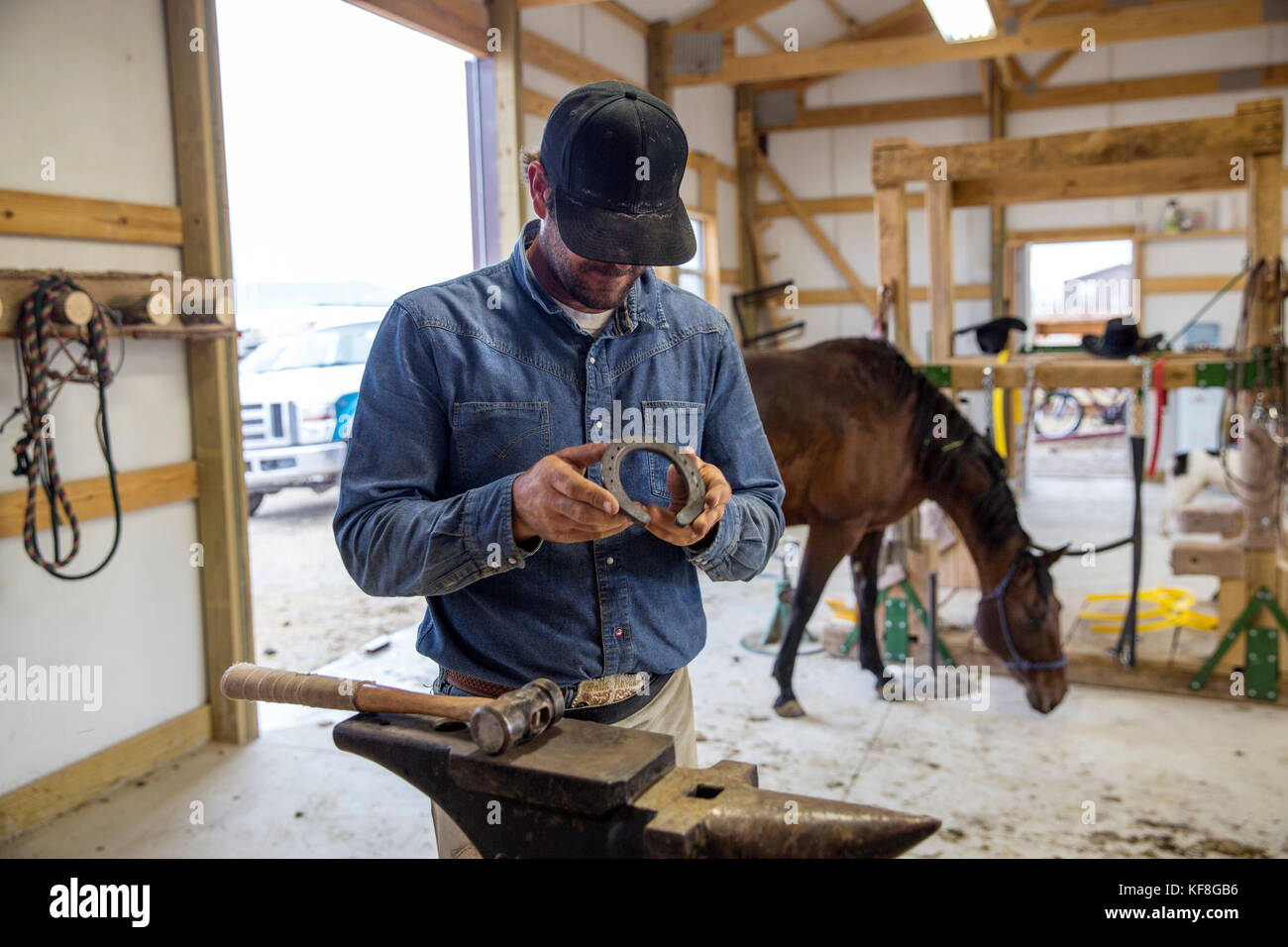 USA, Nevada, Wells, cowboy and wrangler Clay Nannini gives the horses ...