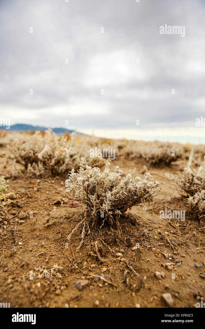 USA, Nevada, Wells, Mustang Monument resides on 900 square miles of ...