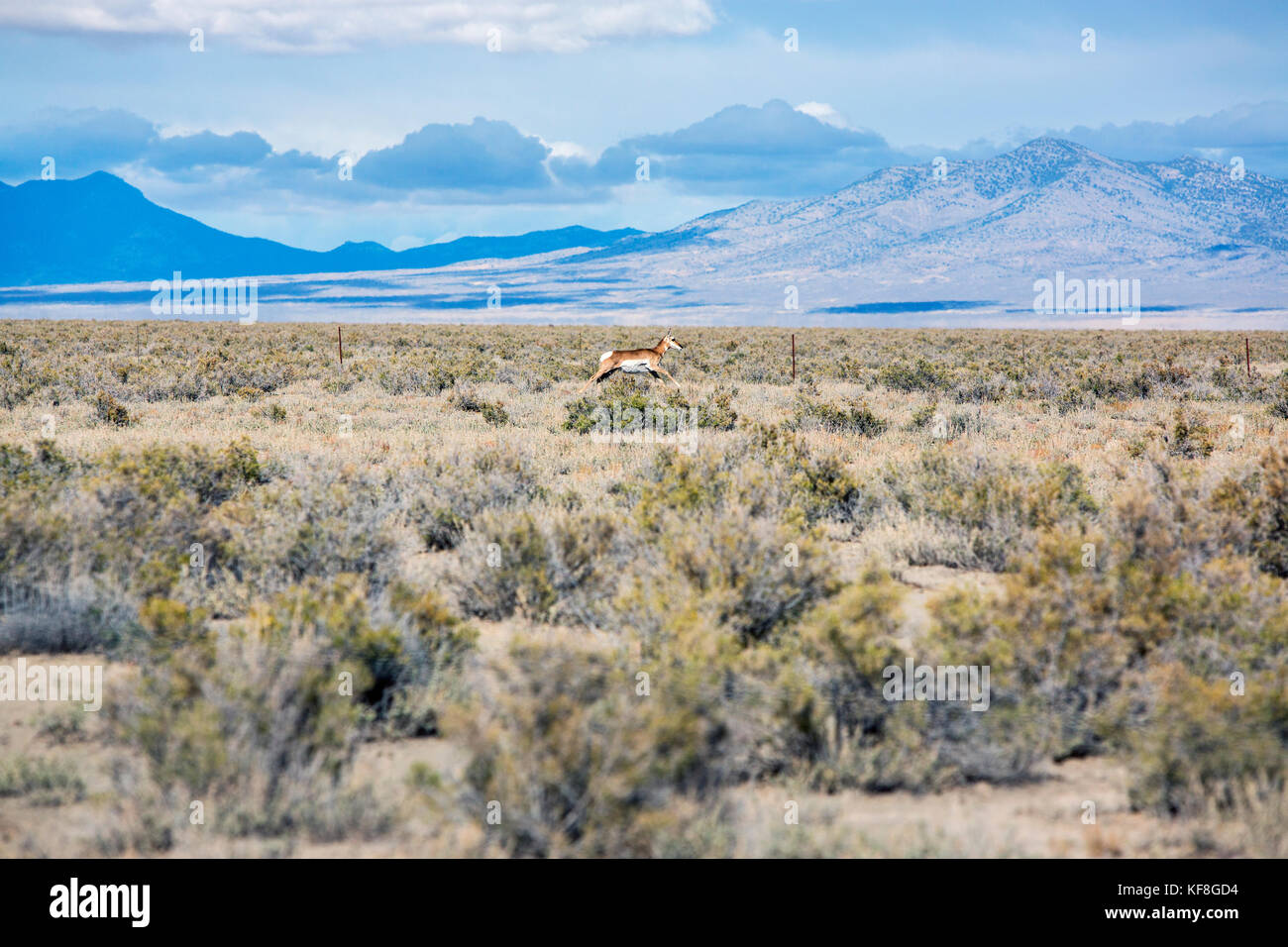 USA, Nevada, Wells, Mustang Monument resides on 900 square miles of ...