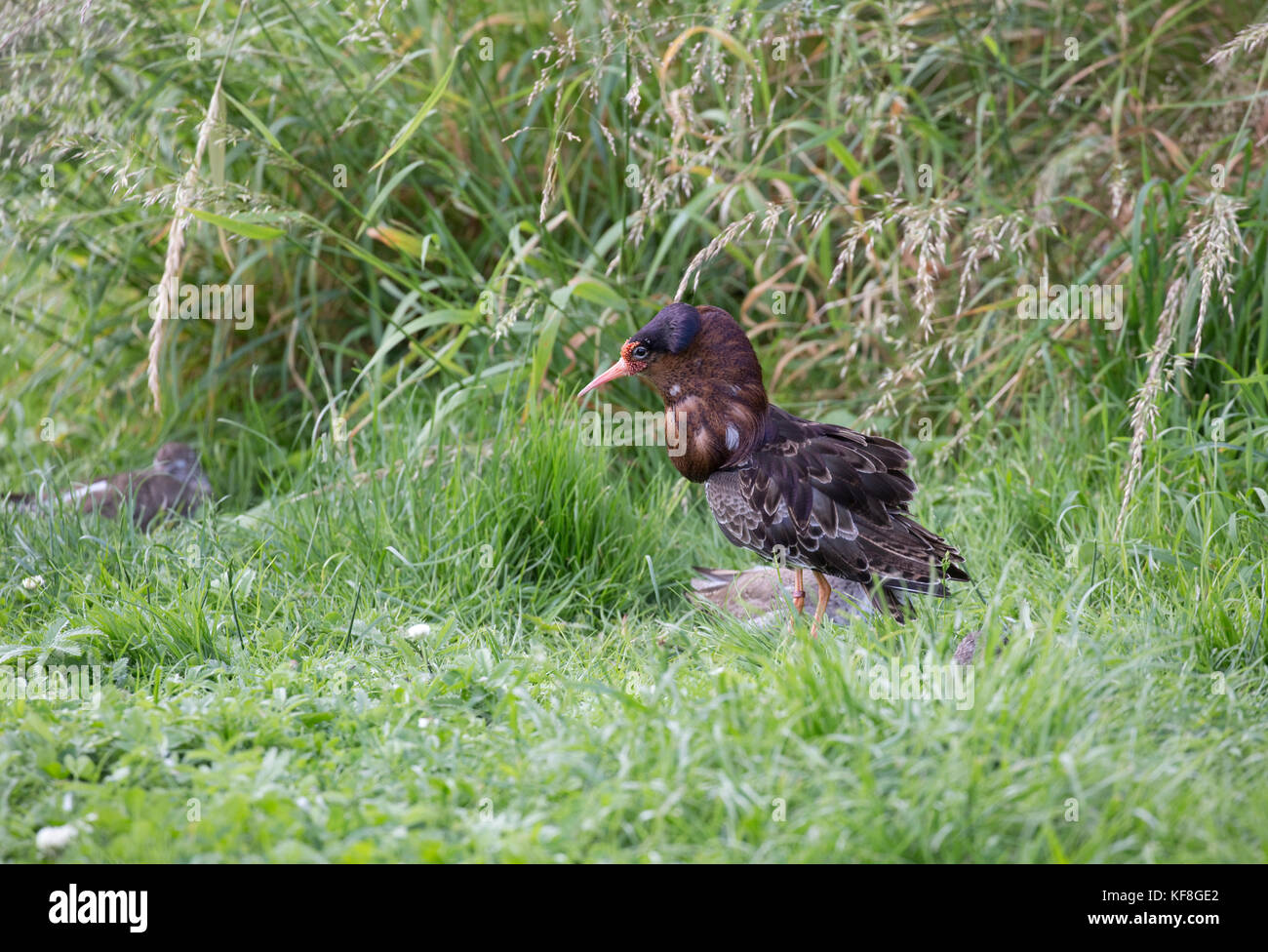 Ruff Bird High Resolution Stock Photography and Images - Alamy