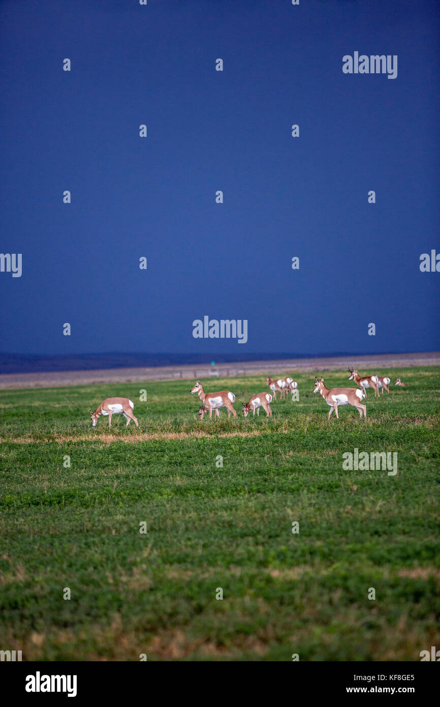 USA, Nevada, Wells, antelope roam freely throughout Mustang Monument, A ...