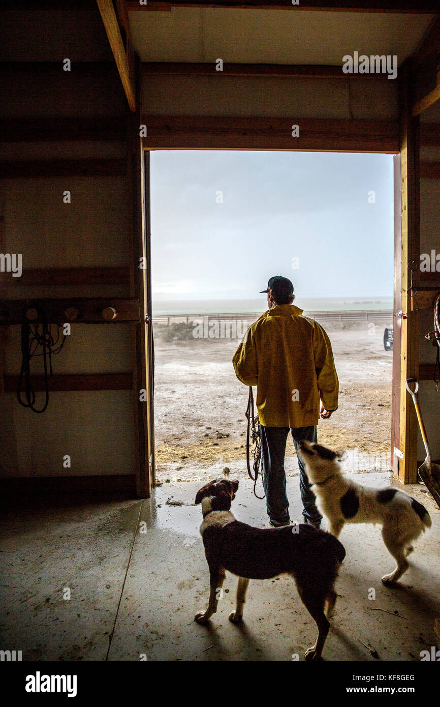 USA, Nevada, Wells, cowboy and wrangler Clay Nannini takes care of the ...