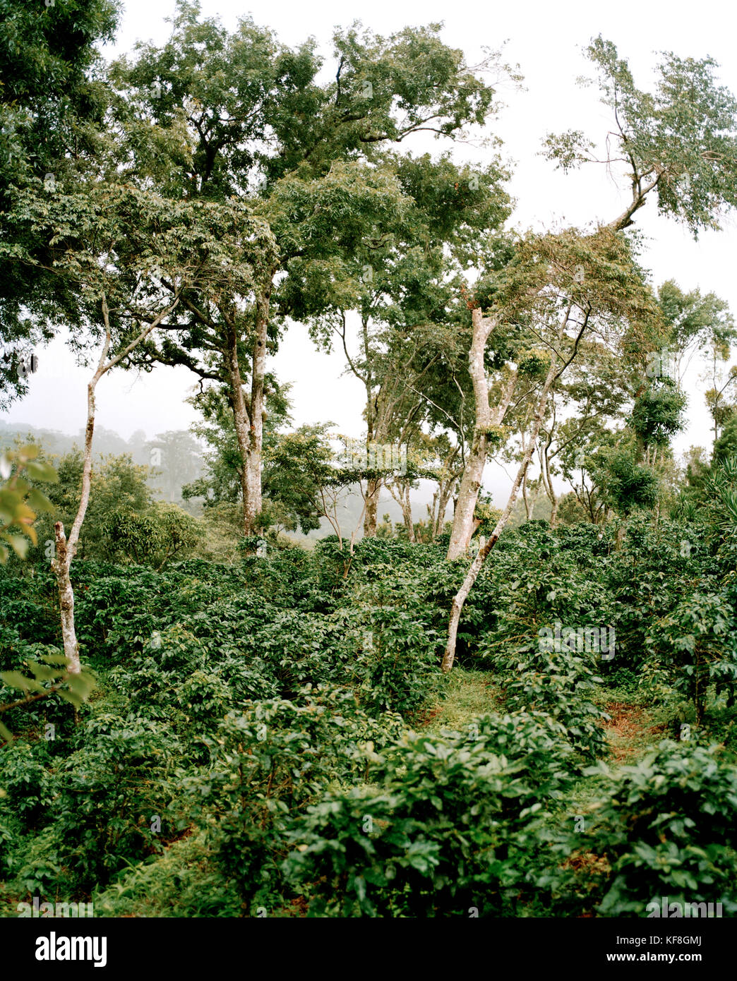 Selva negra nicaragua hi-res stock photography and images - Alamy