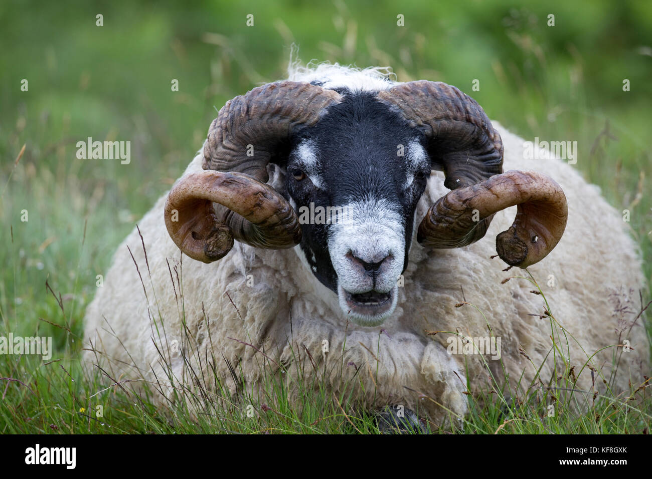 Mature Scottish Blackface ram sheep Galloway Scotalnd Stock Photo - Alamy