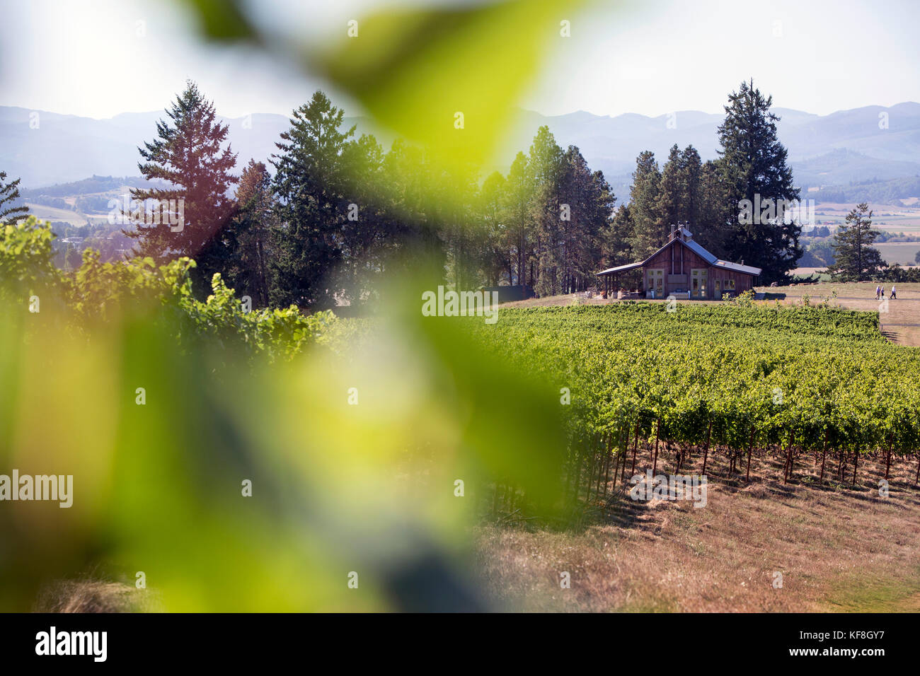 Horizontal landscape exterior vines vineyard hi-res stock photography ...