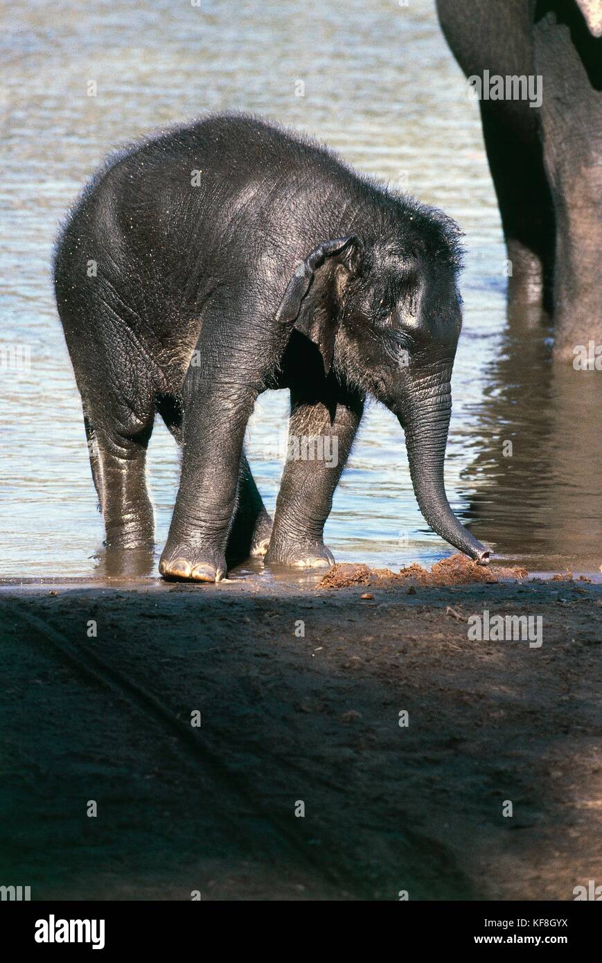 ZOOLOGY, ELEFANTIDI Asian elephant (Elephas maximus Stock Photo - Alamy