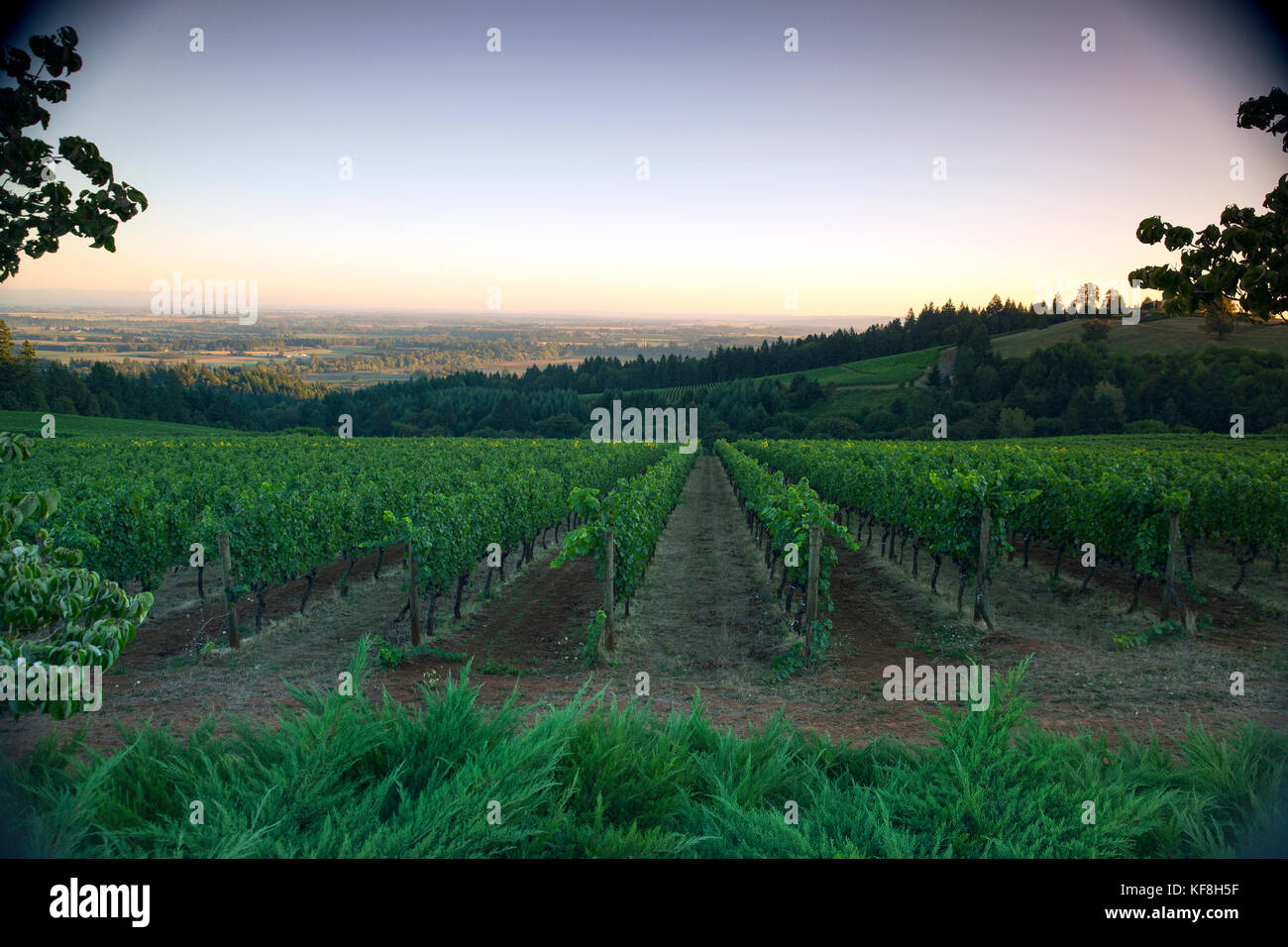 USA, Oregon, Willamette Valley, vine landscape with the Willamette ...