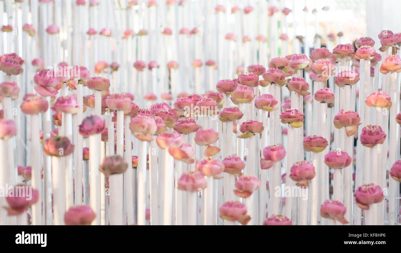 Pink lotuses decorations Stock Photo - Alamy
