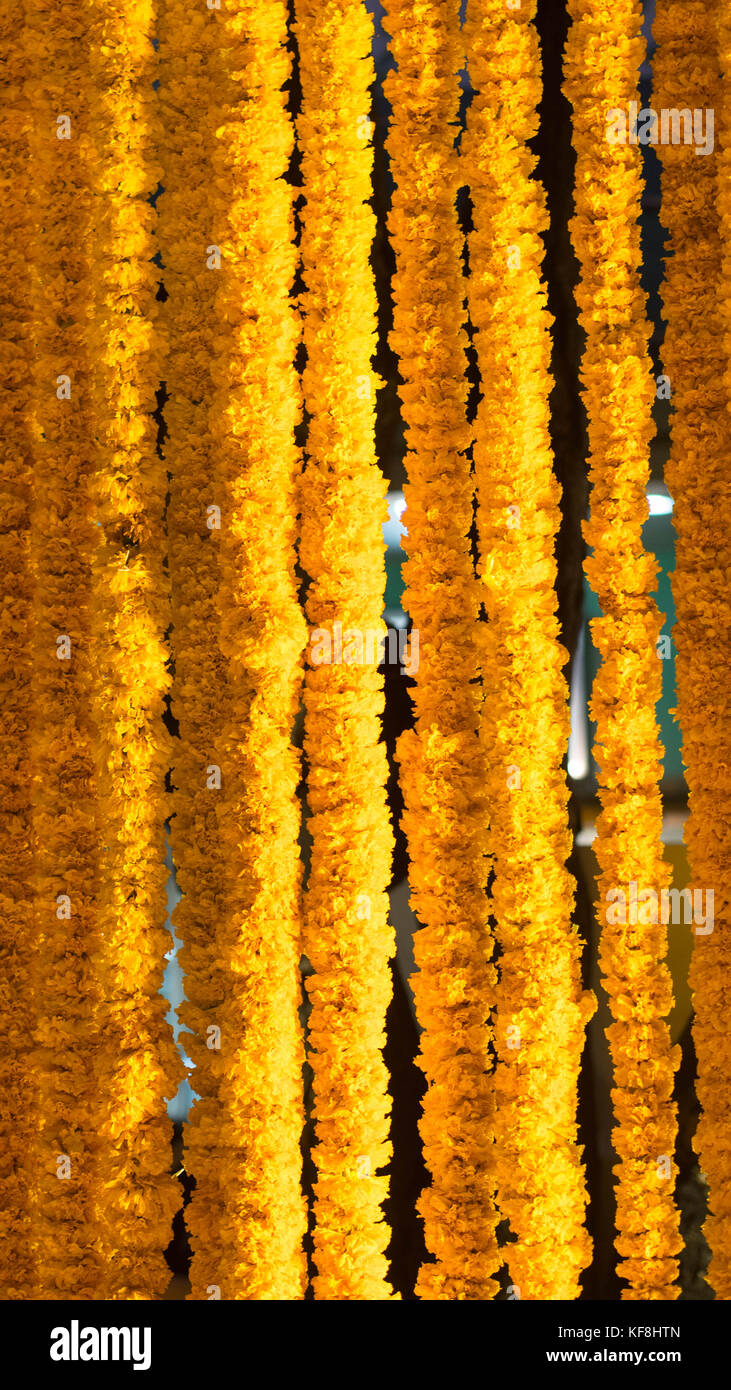 Maxican marigold hi-res stock photography and images - Alamy