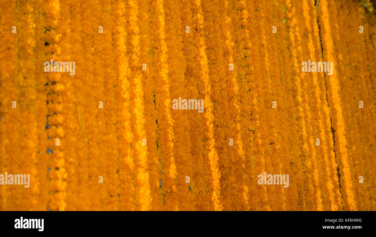 Arranged American Marigold room Stock Photo - Alamy