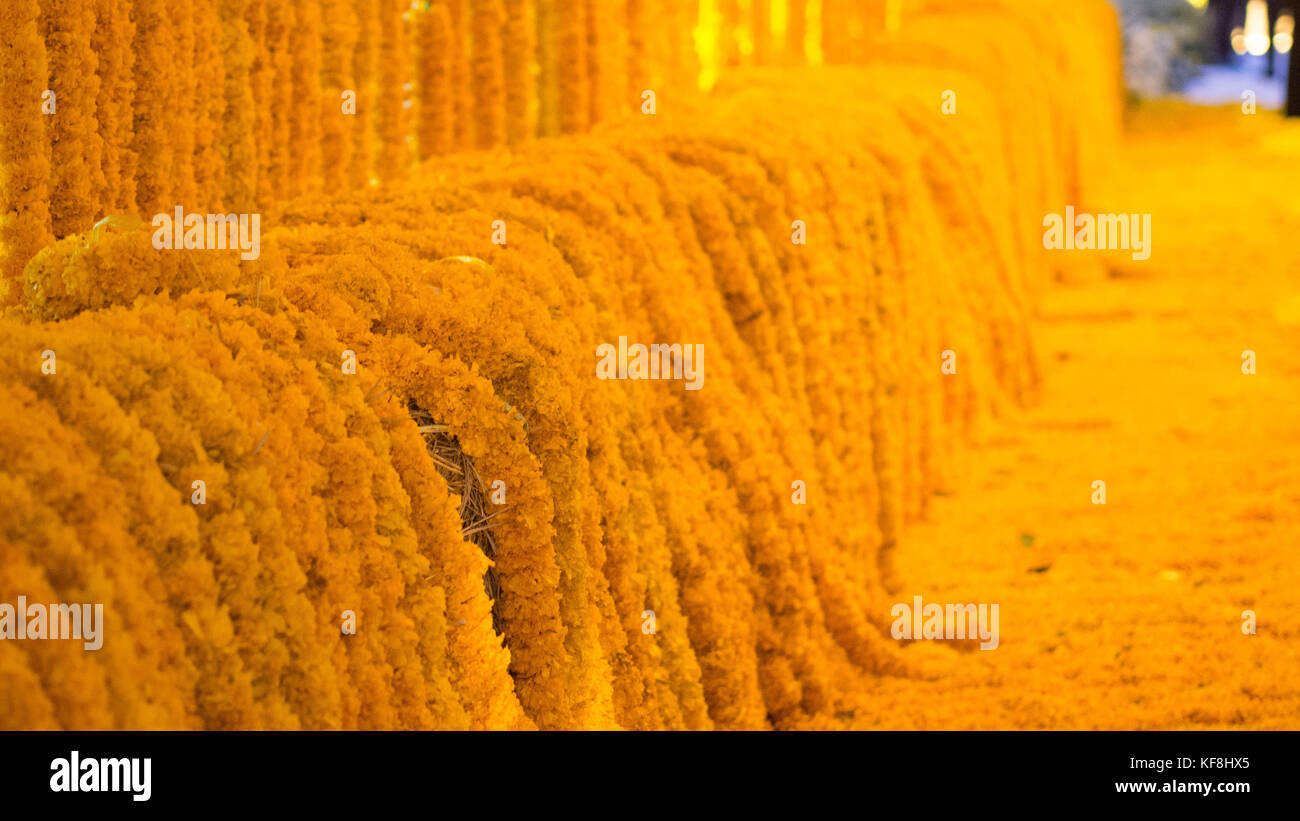 Arranged American Marigold room Stock Photo - Alamy