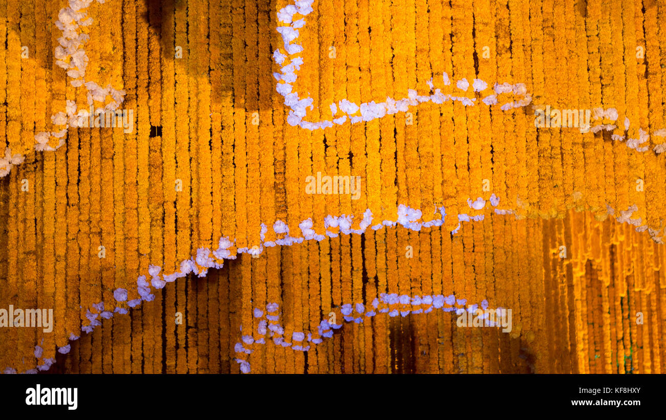Arranged American Marigold room Stock Photo - Alamy
