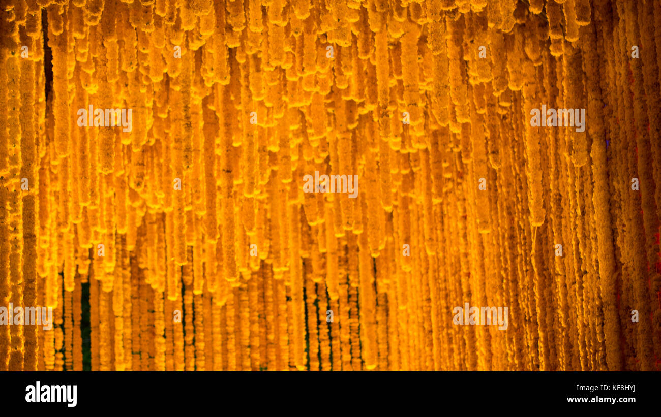 Arranged American Marigold room Stock Photo - Alamy