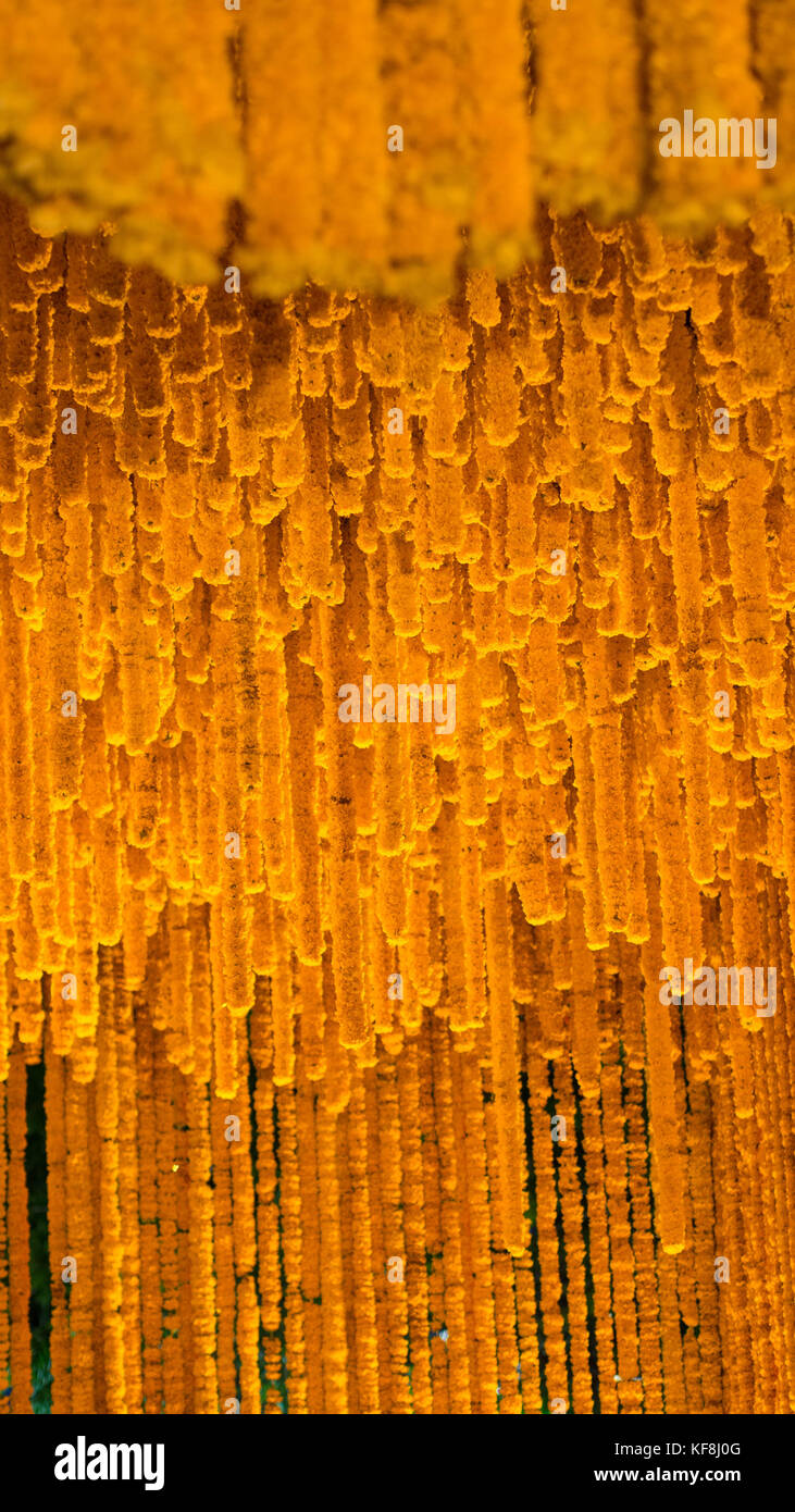 Arranged American Marigold room Stock Photo - Alamy