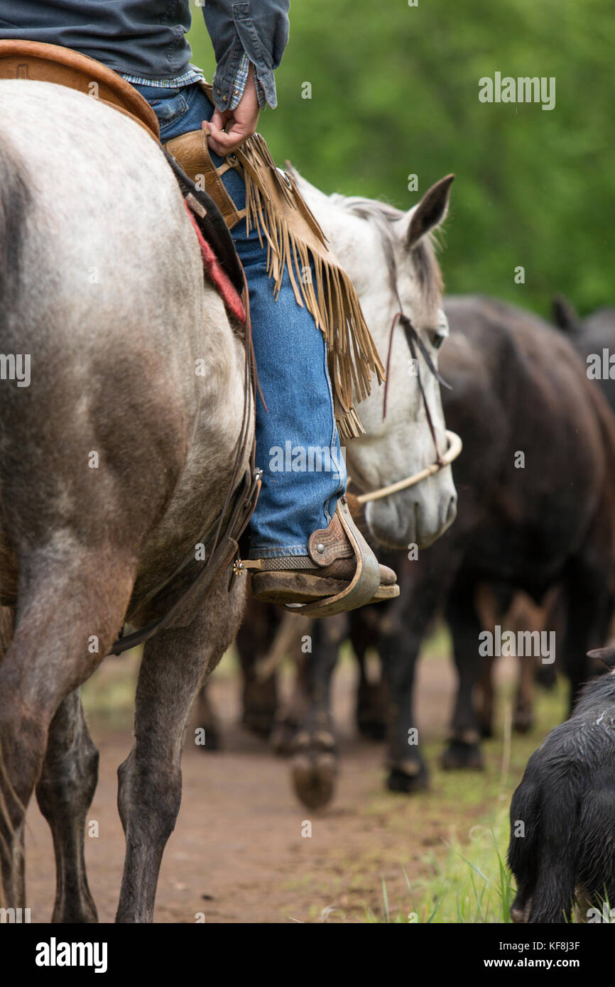 Cowboy herding sheep High Resolution Stock Photography and Images - Alamy
