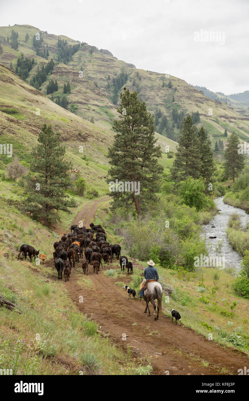 USA, Oregon, Joseph, Cowboy Todd Nash moves his cattle from the Wild ...